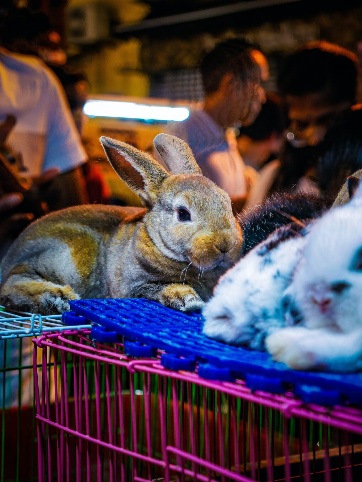 Beauty Brands and Animal Testing- Free Bunni