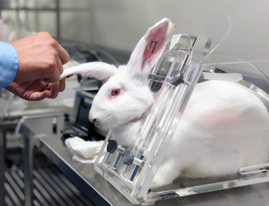 Animal Testing in Asia - Free Bunni