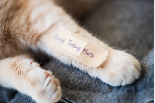 Animal Testing in Asia - Free Bunni