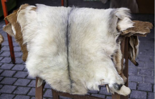 The Environmental and Ethical Impacts of the Fur Industry - Free Bunni