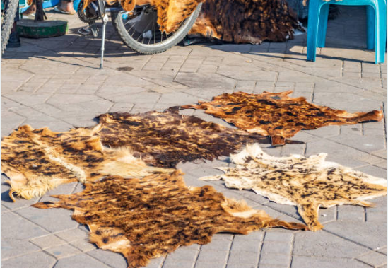 The Environmental and Ethical Impacts of the Fur Industry - Free Bunni