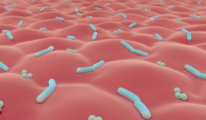 Exploring the Impact of Bacteria on Healthy Skin Function - Free Bunni