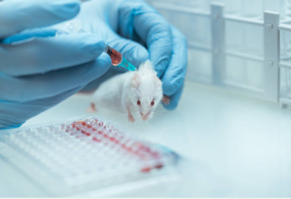 Animal Testing in Perfume - Free Bunni