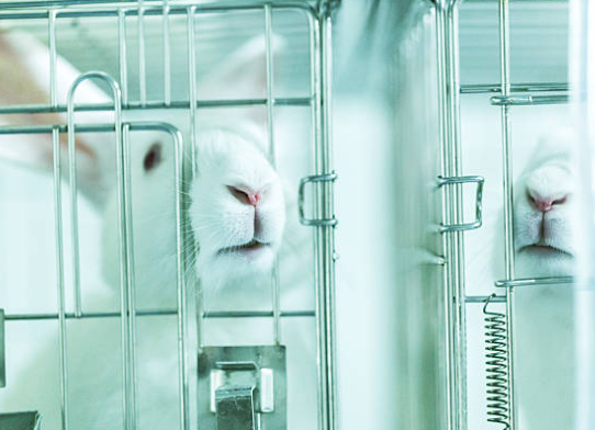 Addressing Animal Cruelty in Laboratory Experiments - Free Bunni