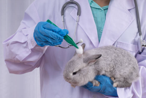 The Lives of Lab Bunnies Used in Cosmetic Testing - Free Bunni