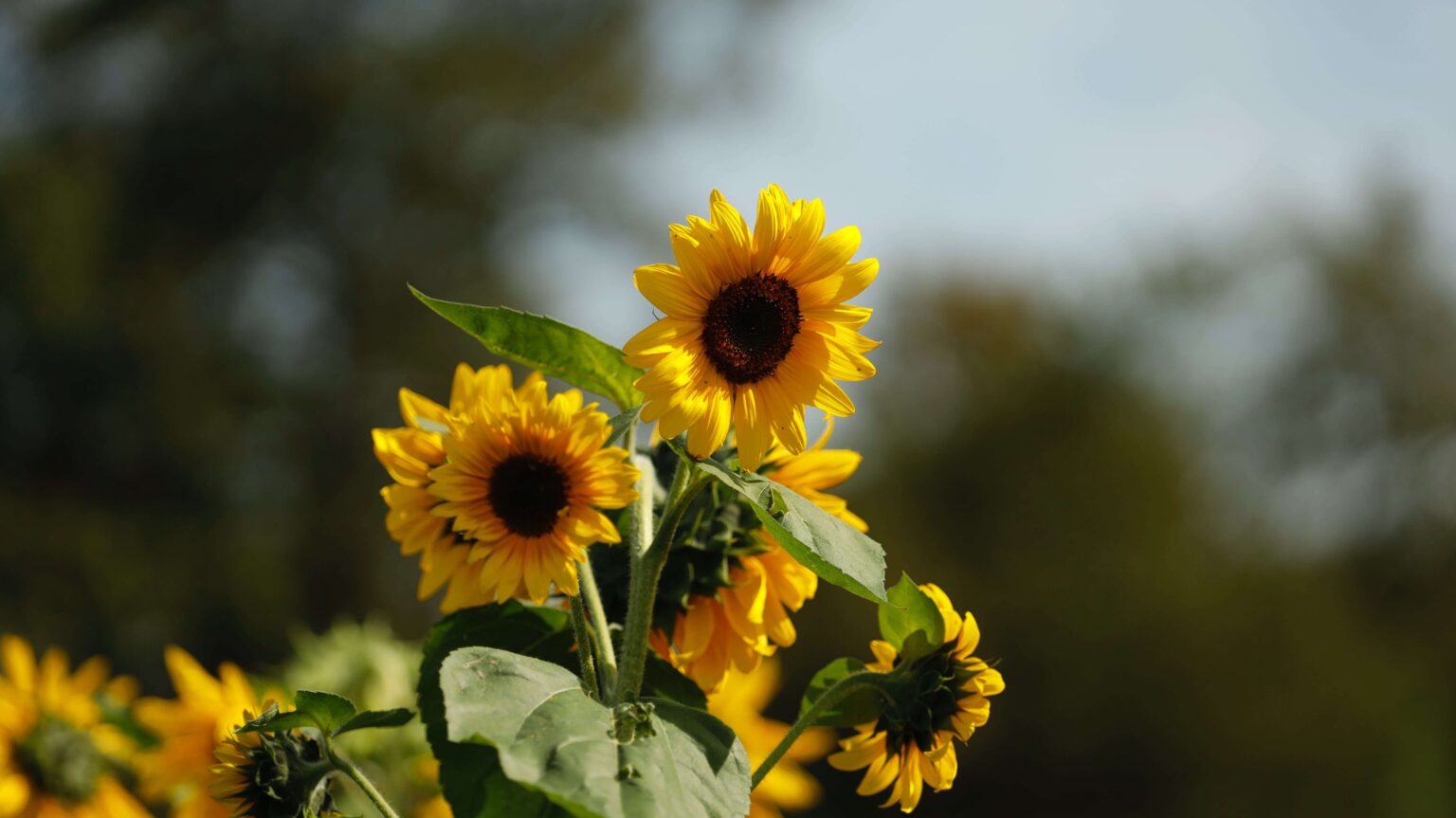 Transform Your Skin with Sunflower Oil Secrets - Free Bunni